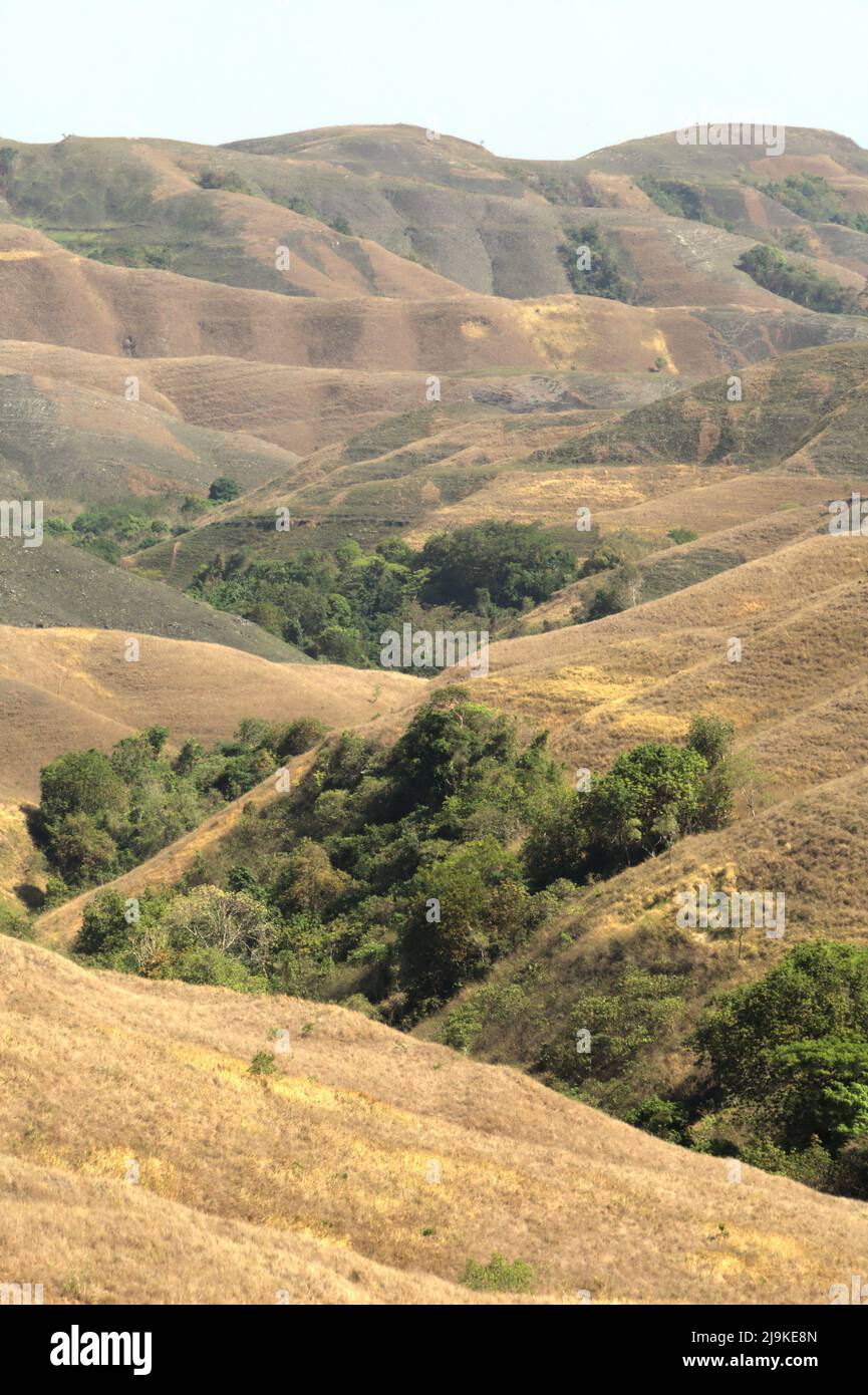 Dense vegetation in a narrow valley, in the middle of dry grassland on ...