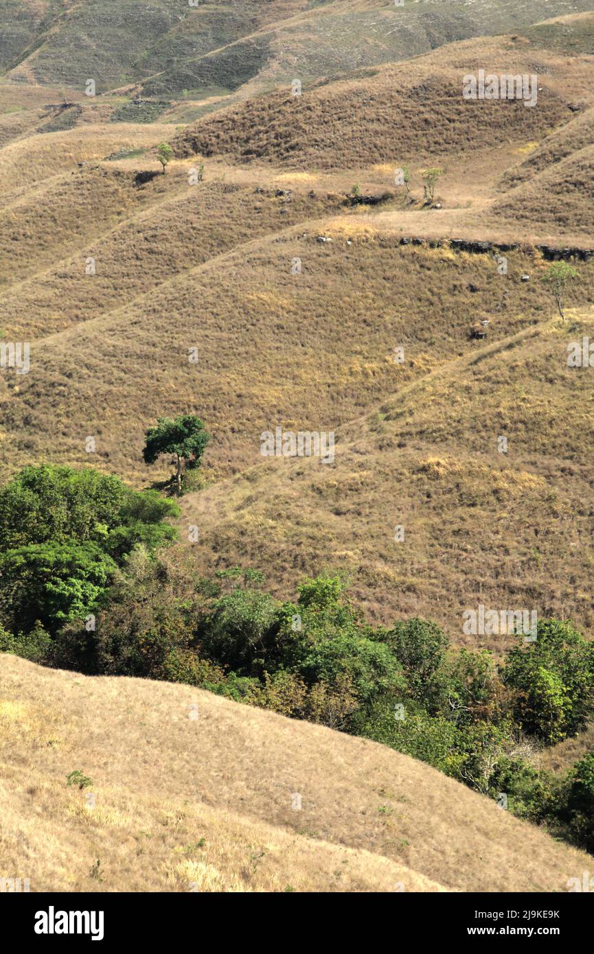 Dense vegetation in a narrow valley, in the middle of dry grassland on ...