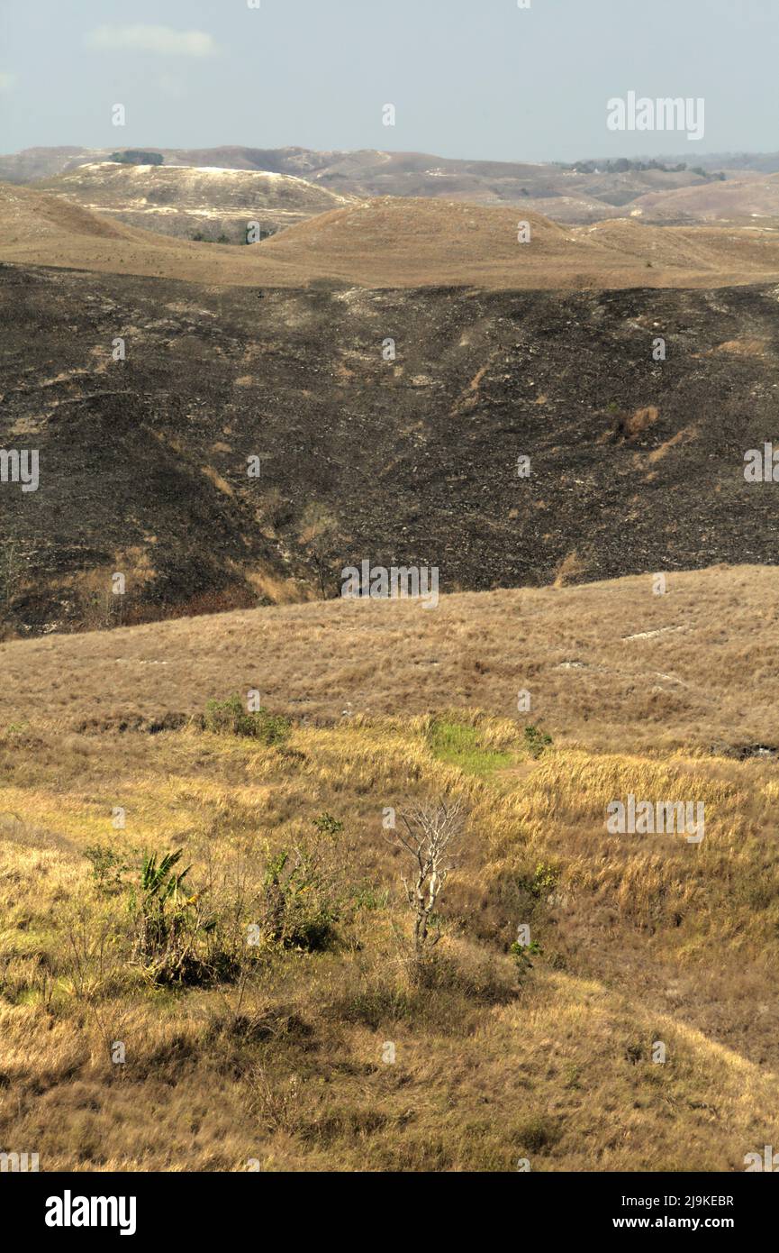 Dry grassland on hilly landscape during dry season on Wairinding hill ...