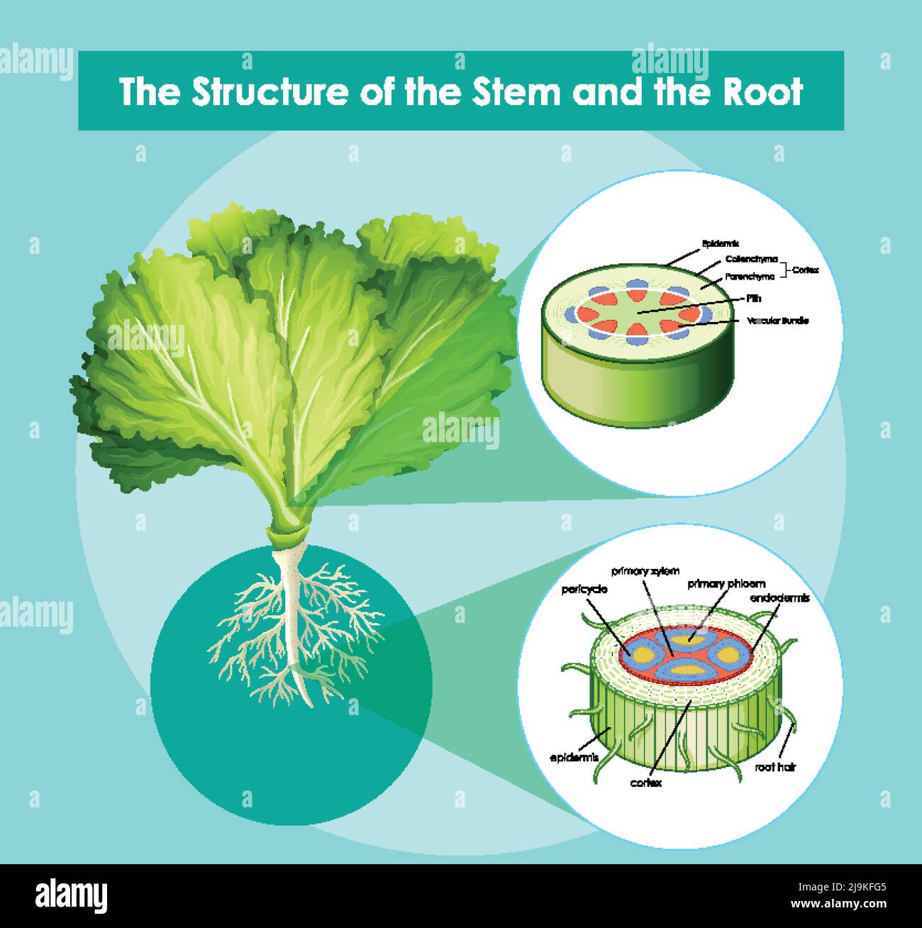Diagram Showing Root And Stem Structure Of A Plant Stock