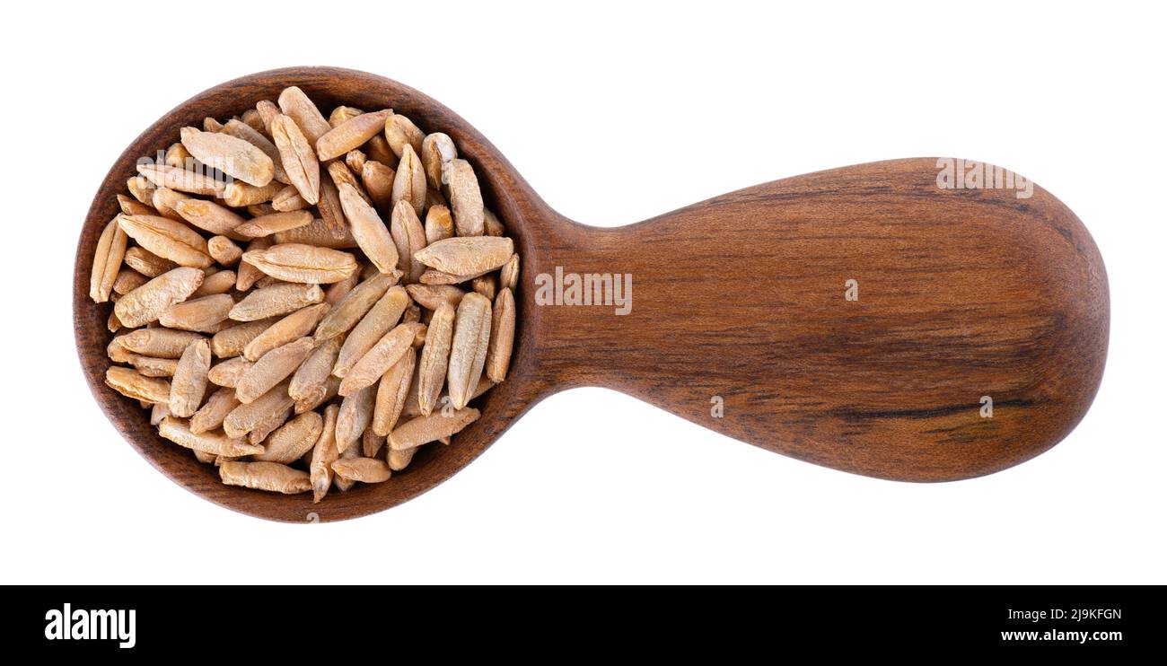 Rye grains isolated on white background. Pile of rye malt seeds in ...