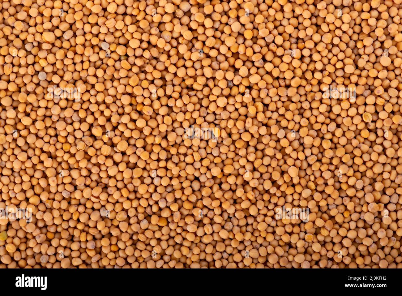 Mustard seeds isolated on white background. Pile of dry mustard grains ...