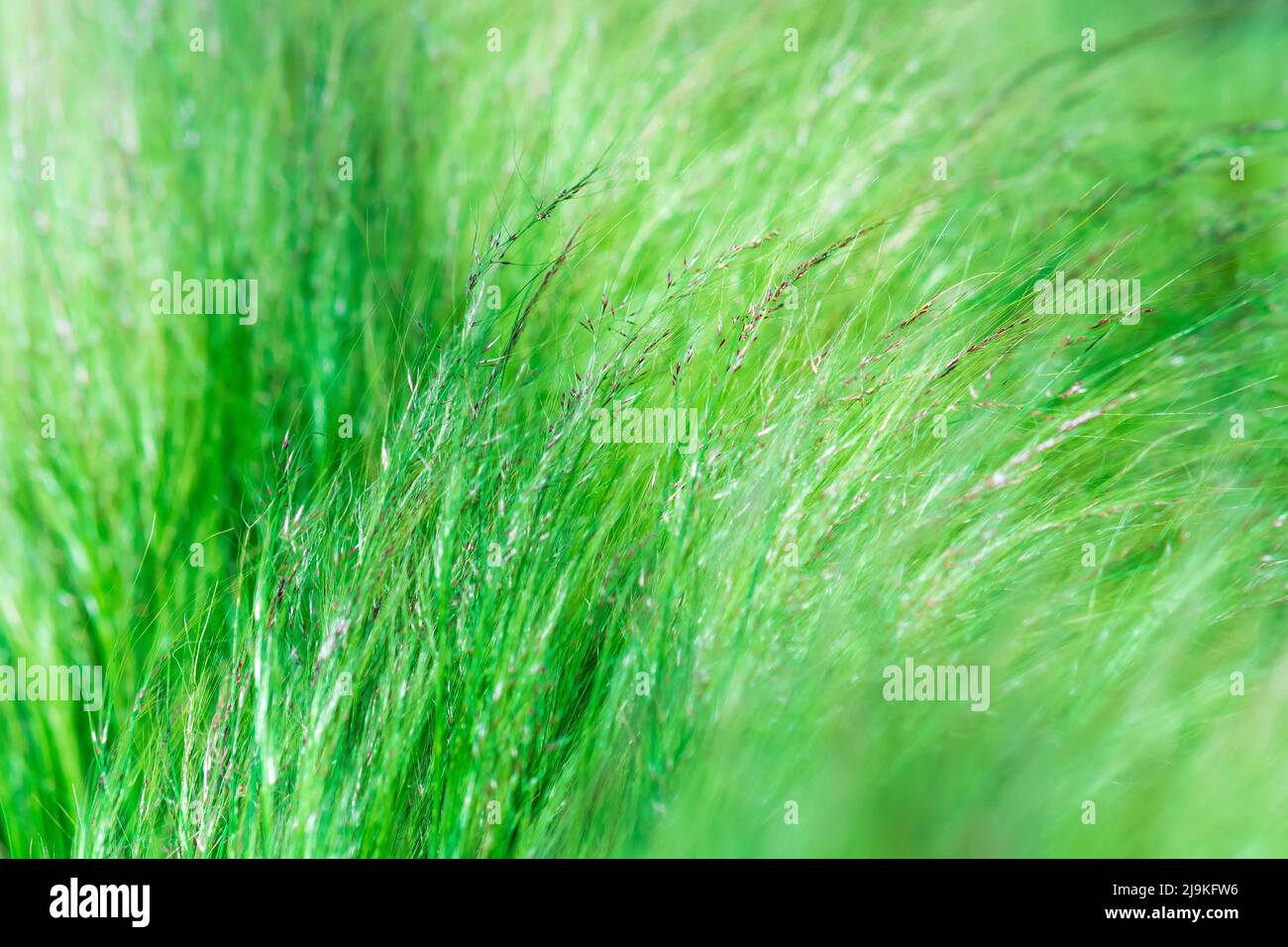 abstract blurred natural background with emerald green meadow grass ...