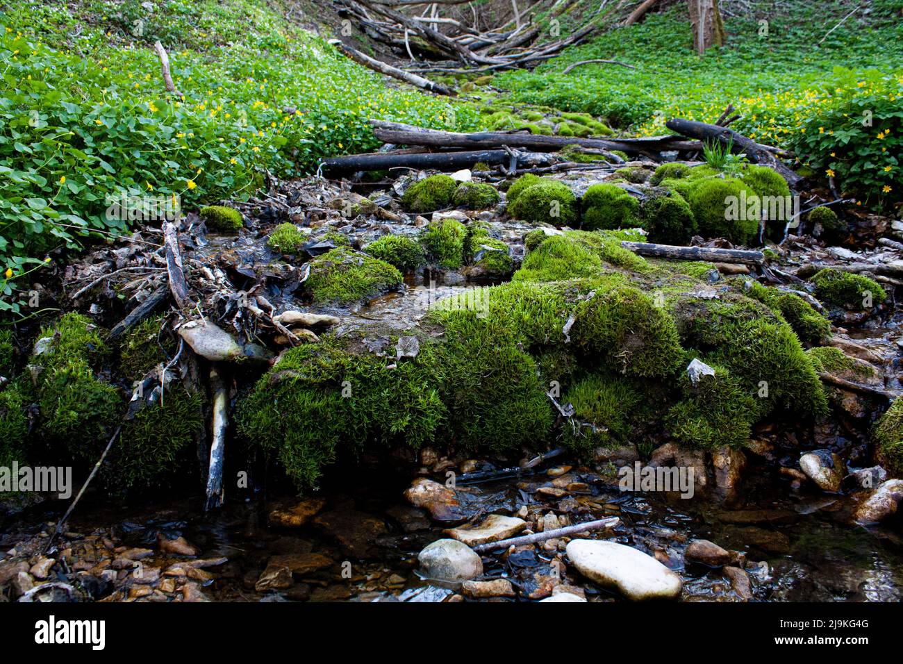 Forest spring clear water flowing hi-res stock photography and images ...