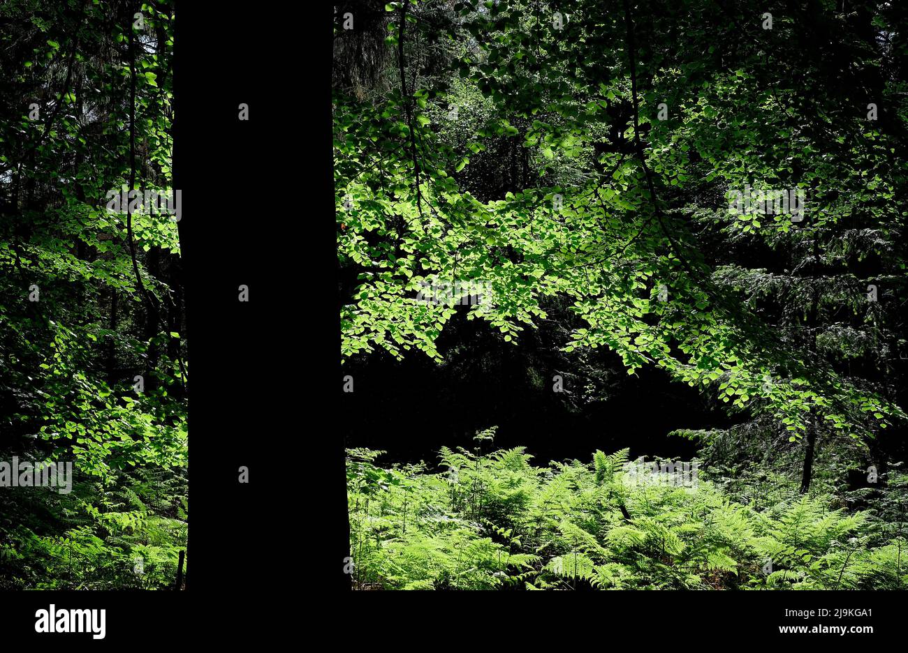 backlit tree with bright green spring leaves and ferns in woodland ...