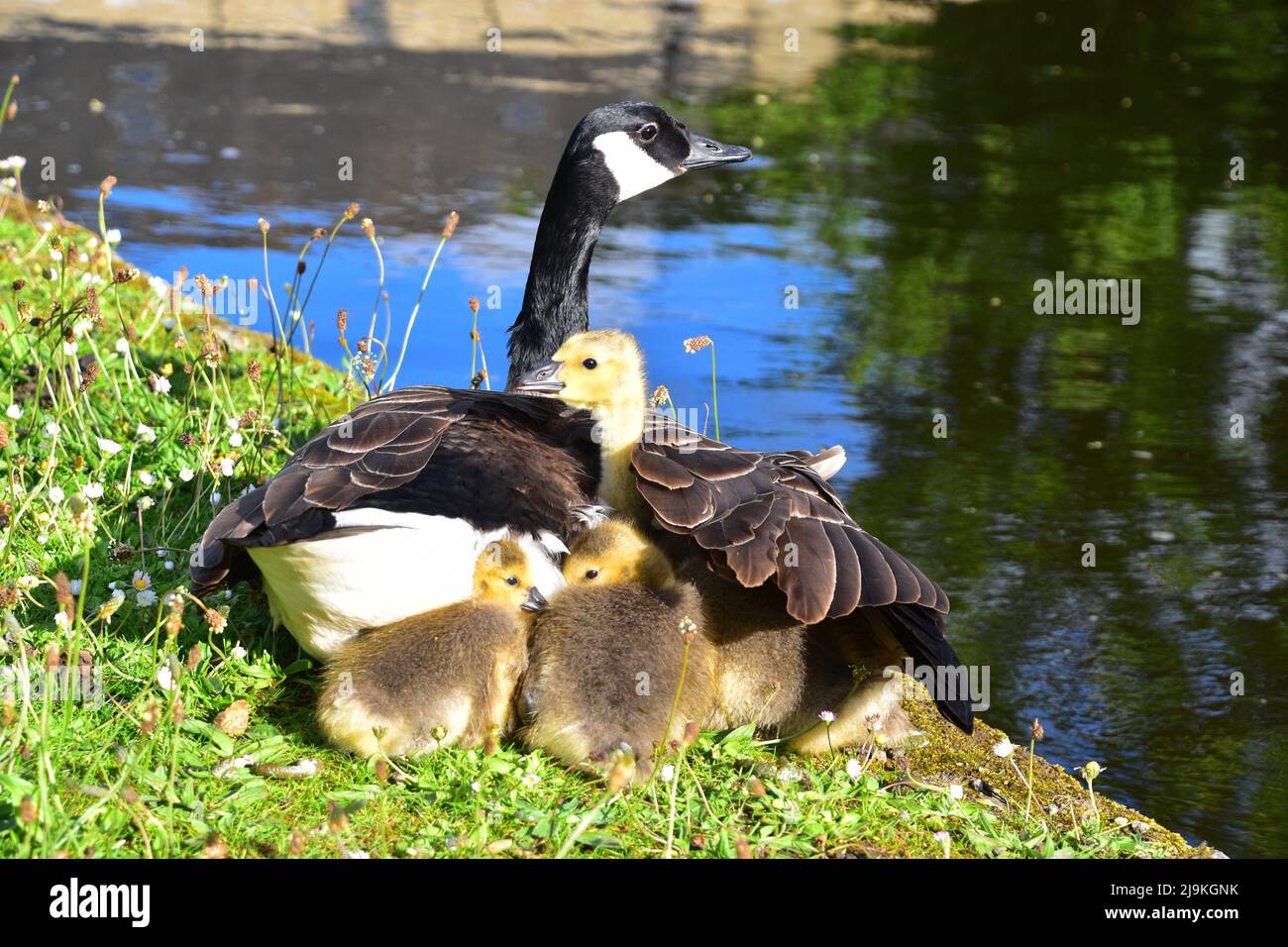Canada Geese, Goslings, Rochdale Canal, Hebden Bridge, West Yorkshire ...
