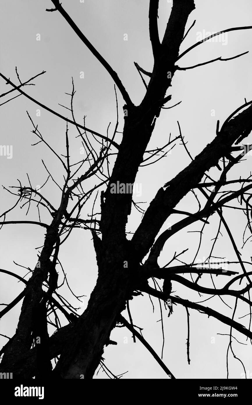 A huge strong and lifeless tree standing against the evening sky in ...