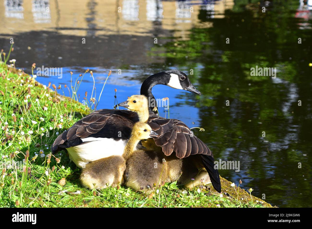 Canada Geese, Goslings, Rochdale Canal, Hebden Bridge, West Yorkshire ...