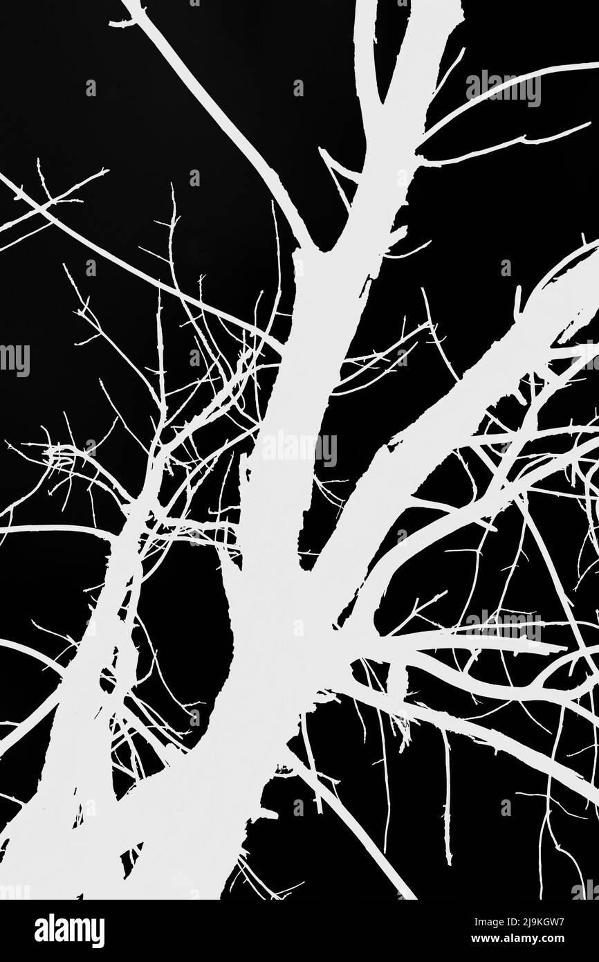 A huge strong and lifeless tree standing against the evening sky in ...