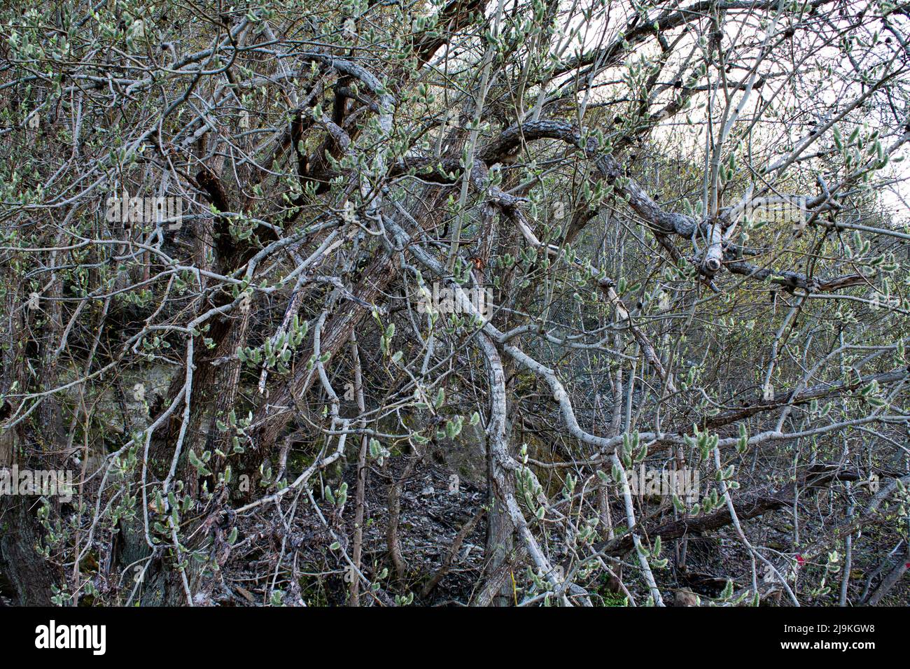 Small willow tree hi-res stock photography and images - Alamy