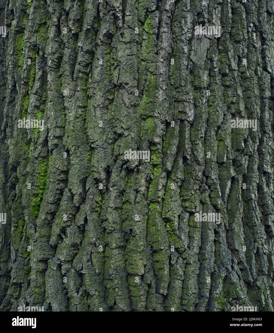 Olive green wood texture hi-res stock photography and images - Alamy