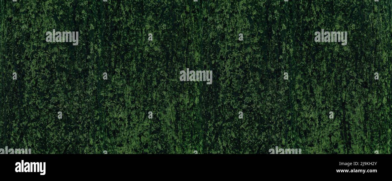 Moss banner hi-res stock photography and images - Alamy