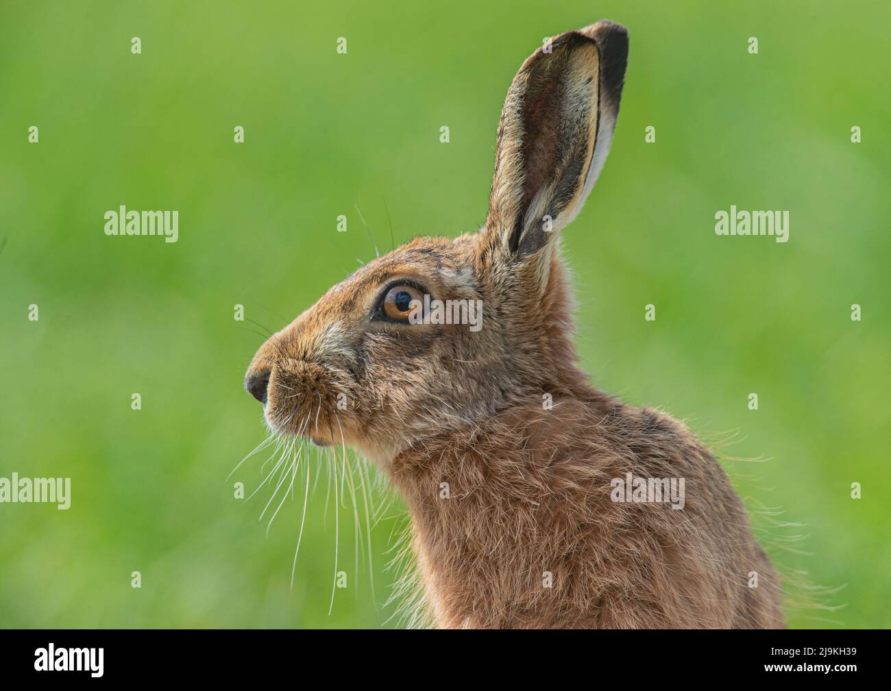 A close up head shot of a wild Brown Hare. It shows details of it's fur ...