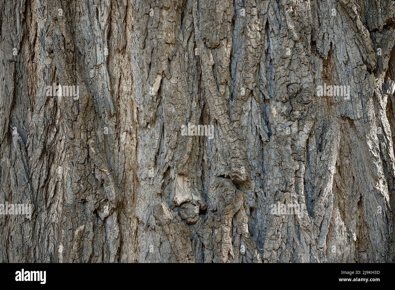coarse wooden bark pattern for background Stock Photo - Alamy