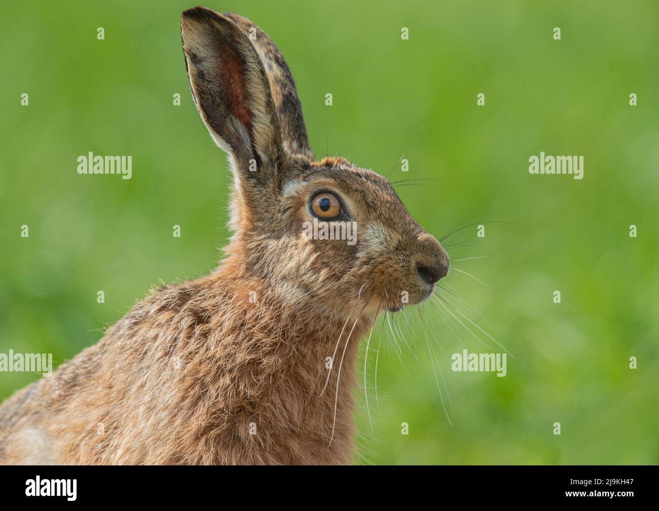 Hare side profile hi-res stock photography and images - Alamy