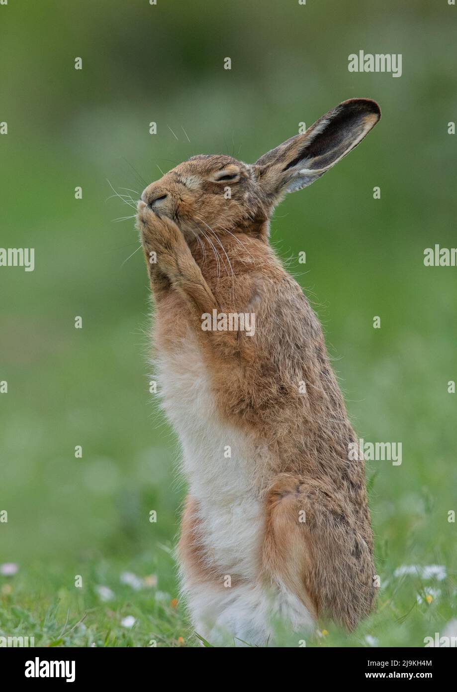 A Brown Hare , standing up, making a wish with it's paws together. A ...
