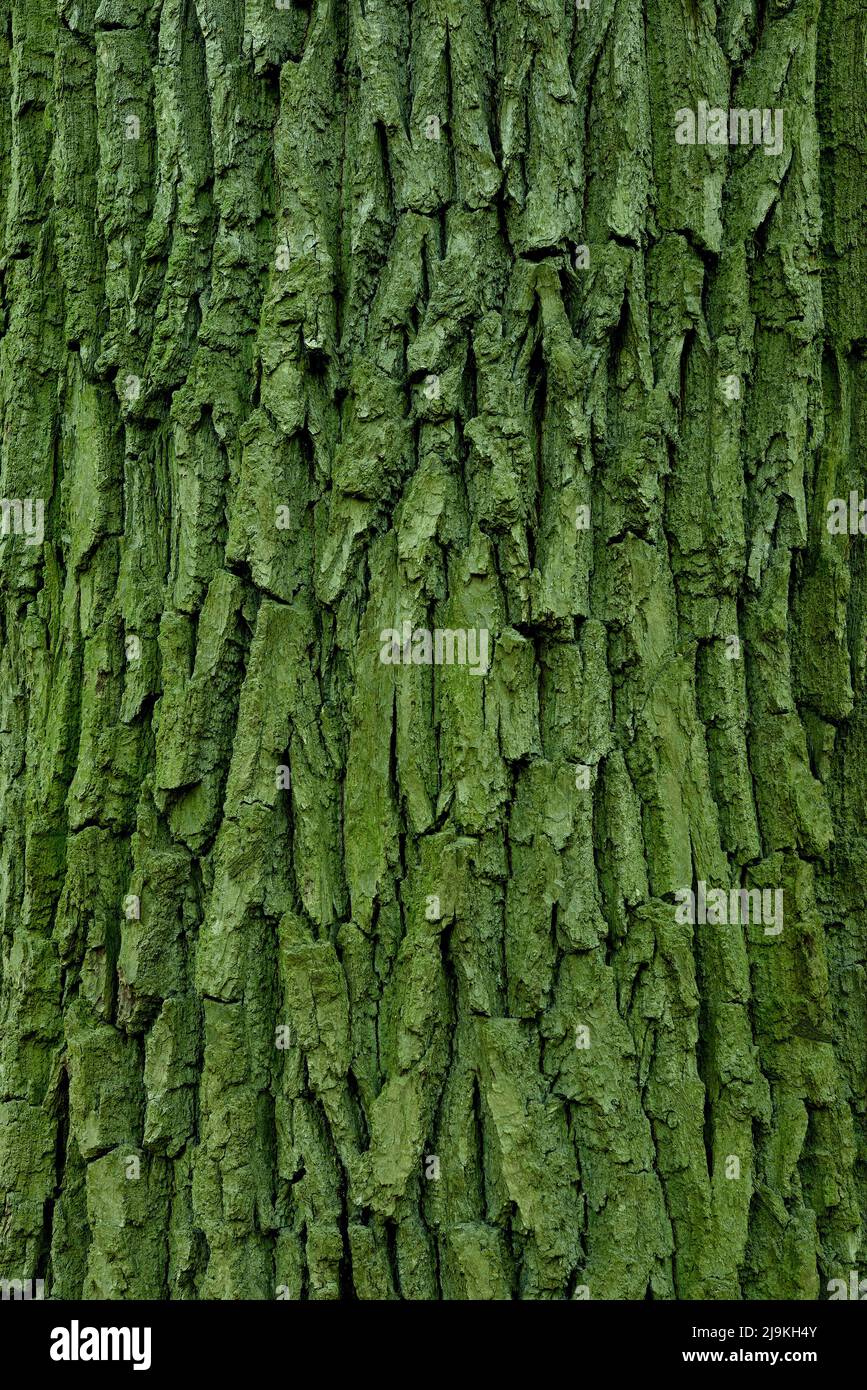 tree bark with green moss and lichen Stock Photo - Alamy