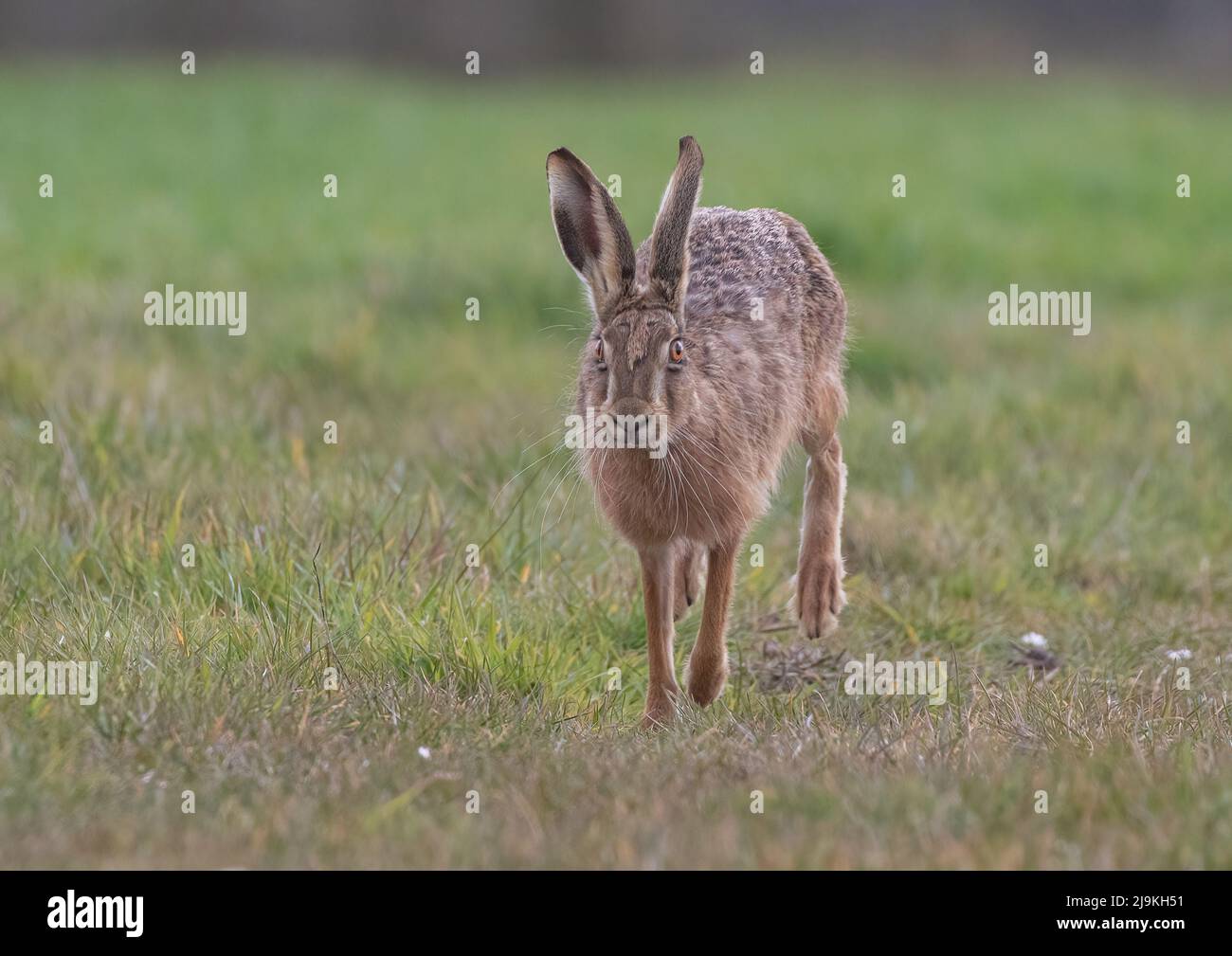 A close encounter of a big , strong healthy Brown Hare bounding towards ...