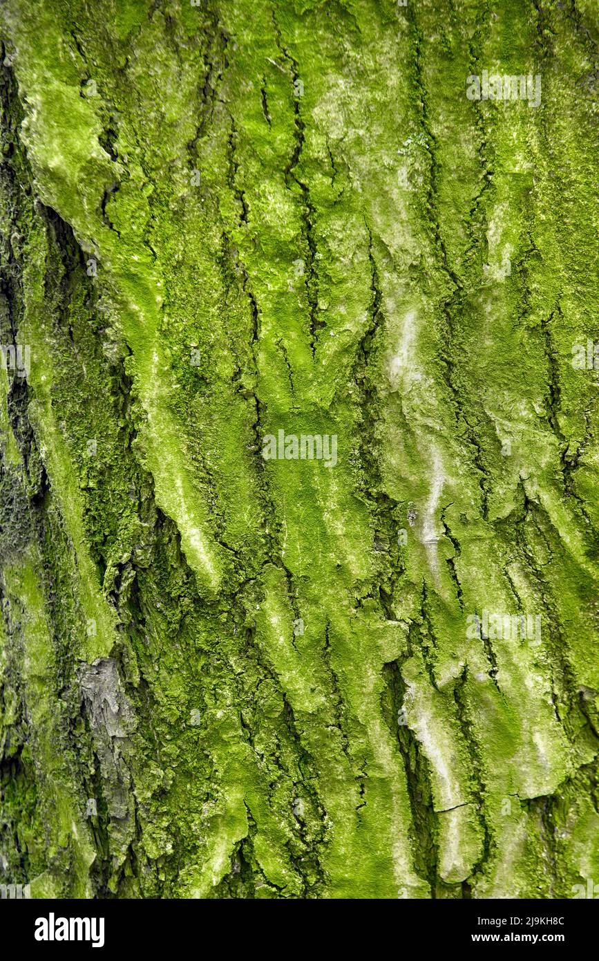 tree bark with green moss and lichen Stock Photo - Alamy