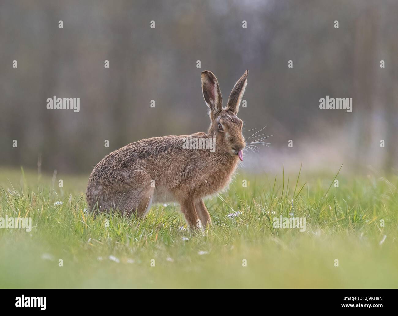 A rather comical and cheeky Brown Hare sitting sideways sticking its ...