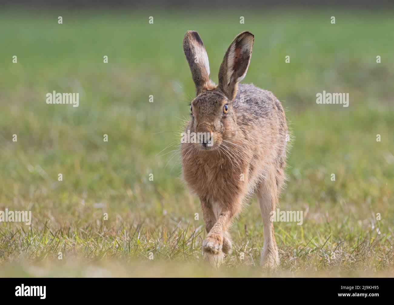 A close encounter of a big , strong healthy Brown Hare running with paw ...