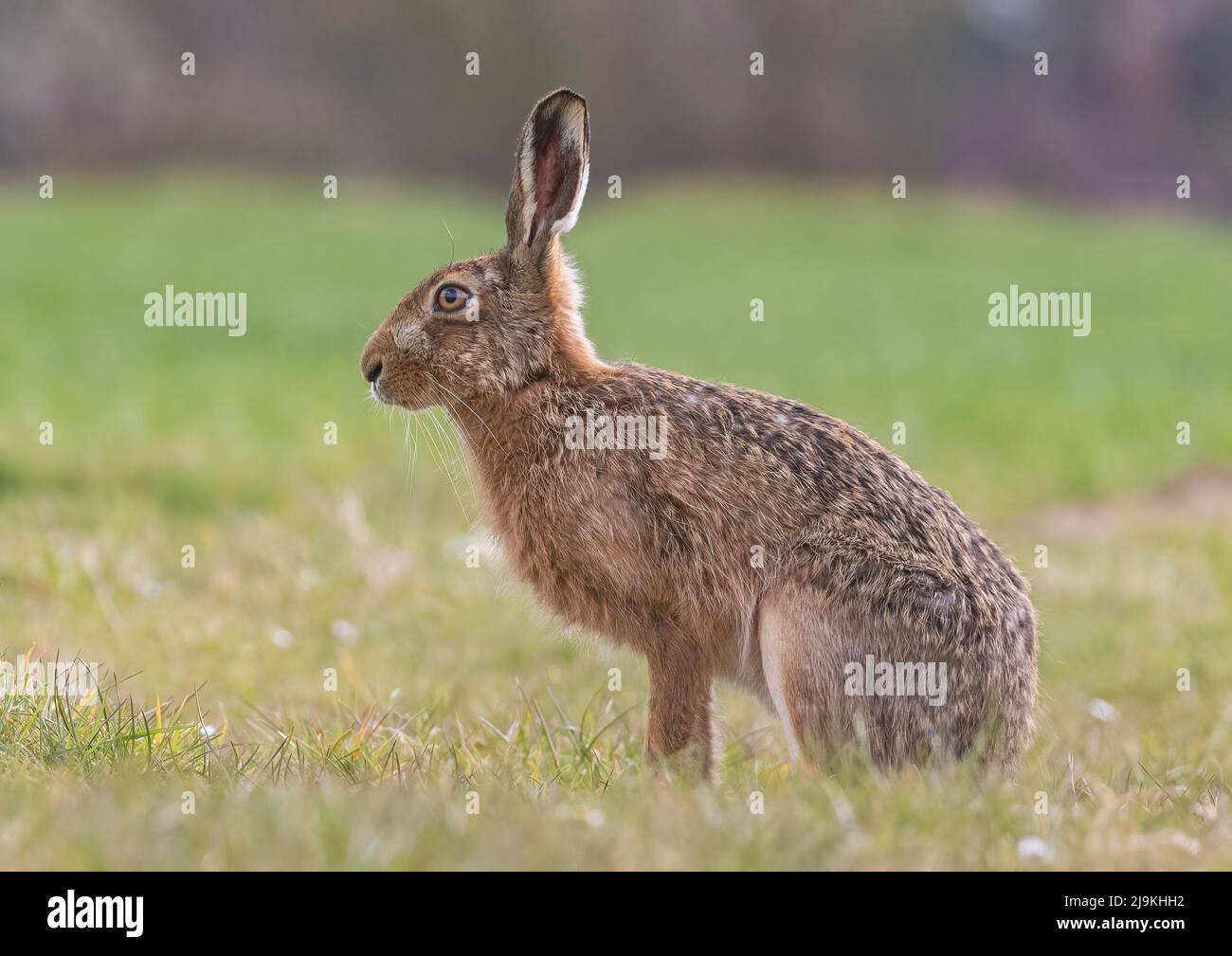 A big , healthy Brown Hare sitting sideways to the camera, showing ...
