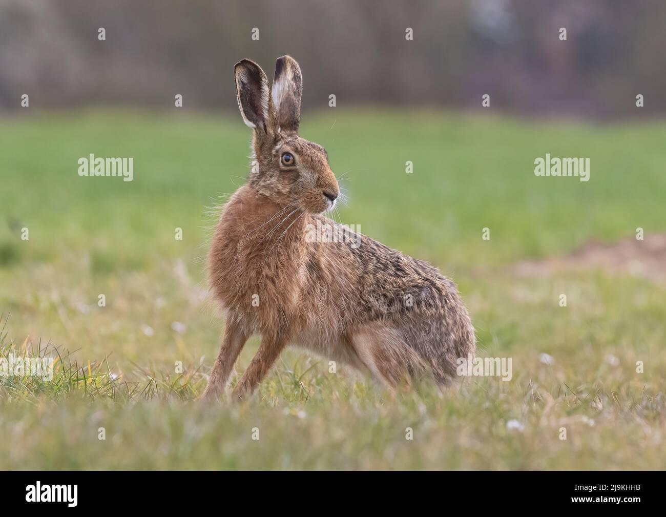 Strong legs hi-res stock photography and images - Alamy