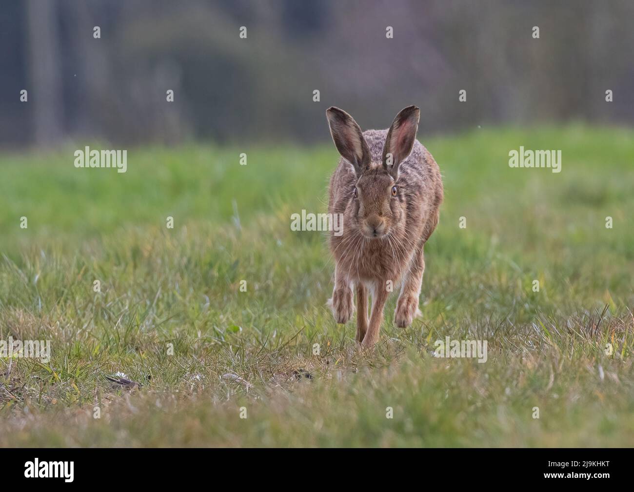 A close encounter of a big , strong healthy Brown Hare running amongst ...