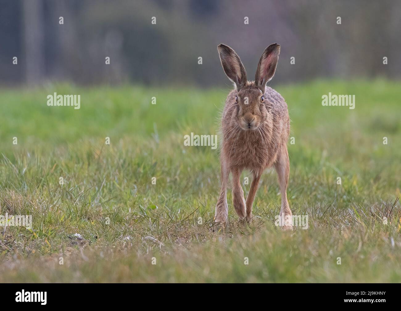 A close encounter with a big , strong healthy Brown Hare with enormous ...
