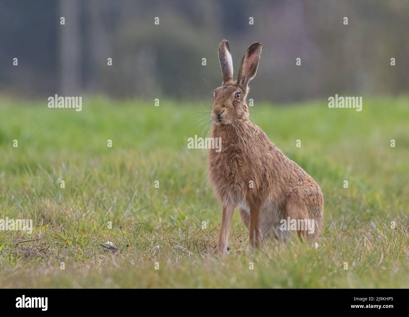 A big , strong healthy Brown Hare with enormous ears, whiskers and ...