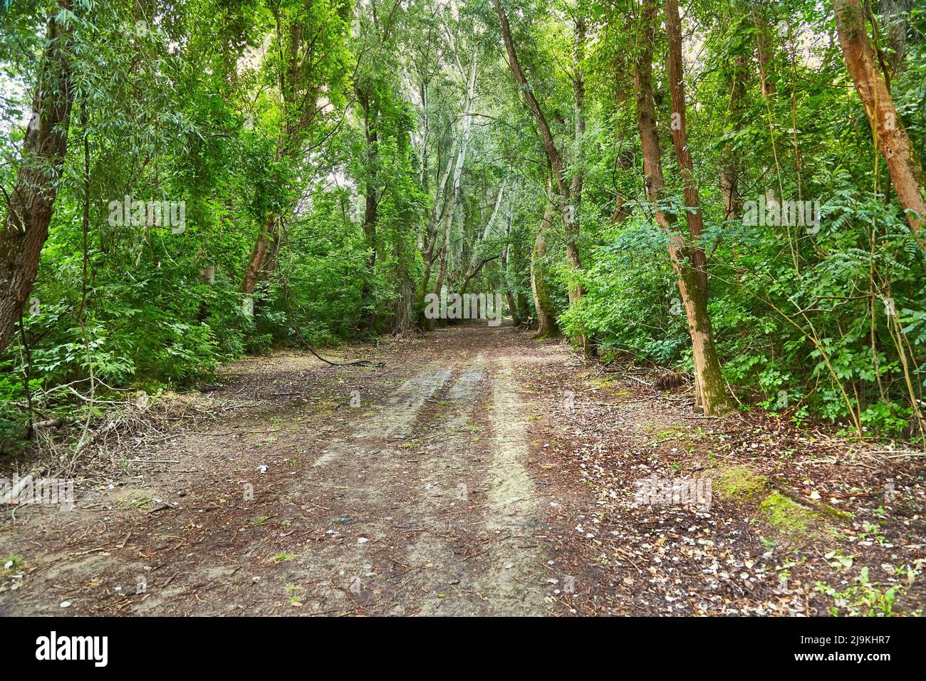 Forest walking route Stock Photo - Alamy