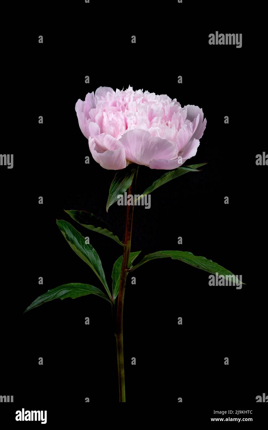 Gorgeous pink Peony flower, photographed against a plain black ...