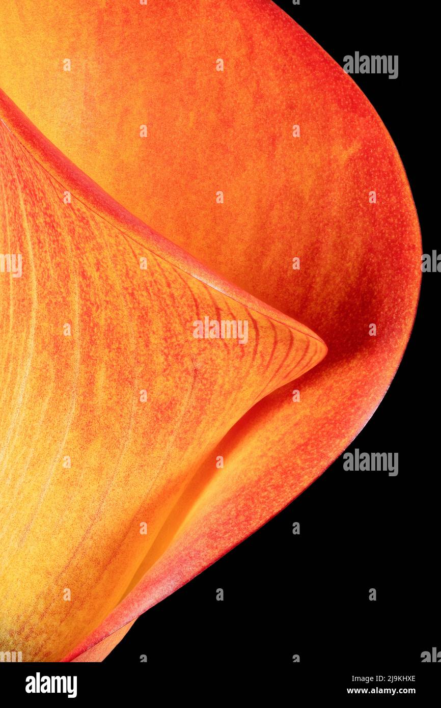 Gorgeous colours and dramatic shapes of an orange Calla Lily flower ...