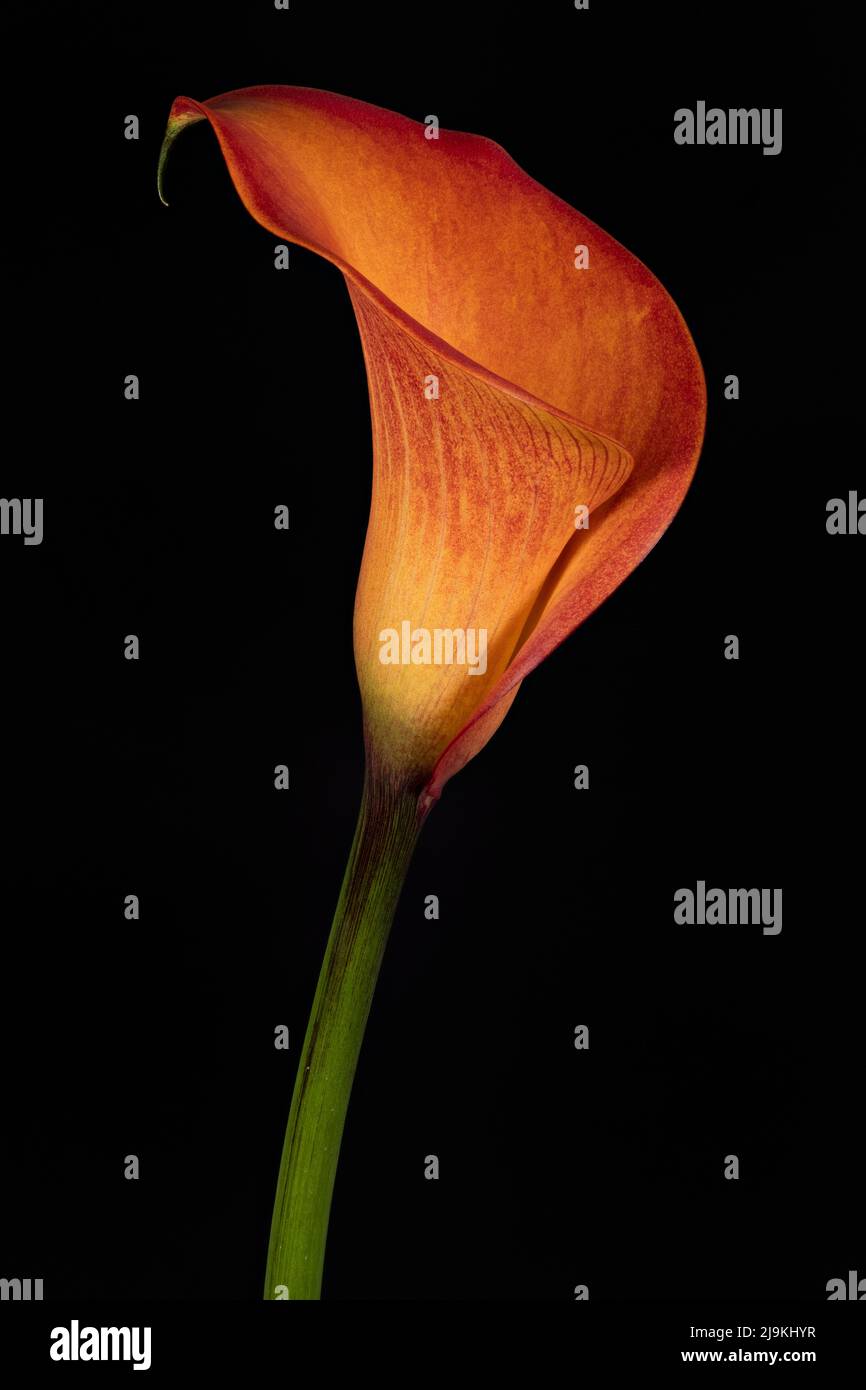 Gorgeous colours and dramatic shapes of an orange Calla Lily flower ...