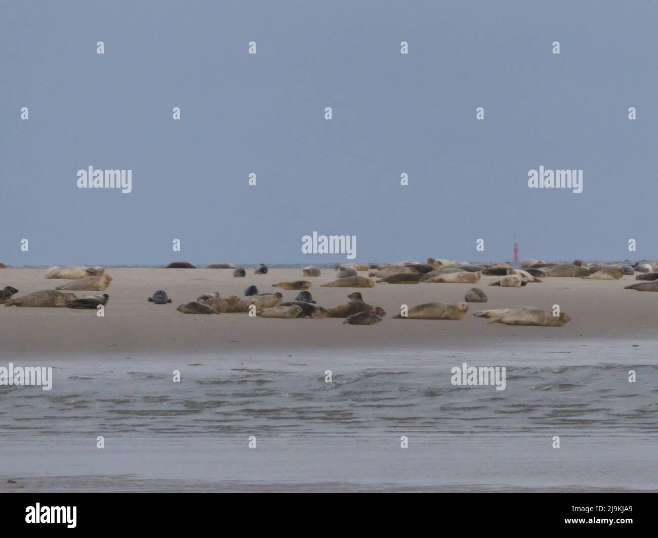 Sand bank of the seals early in the morning Stock Photo - Alamy