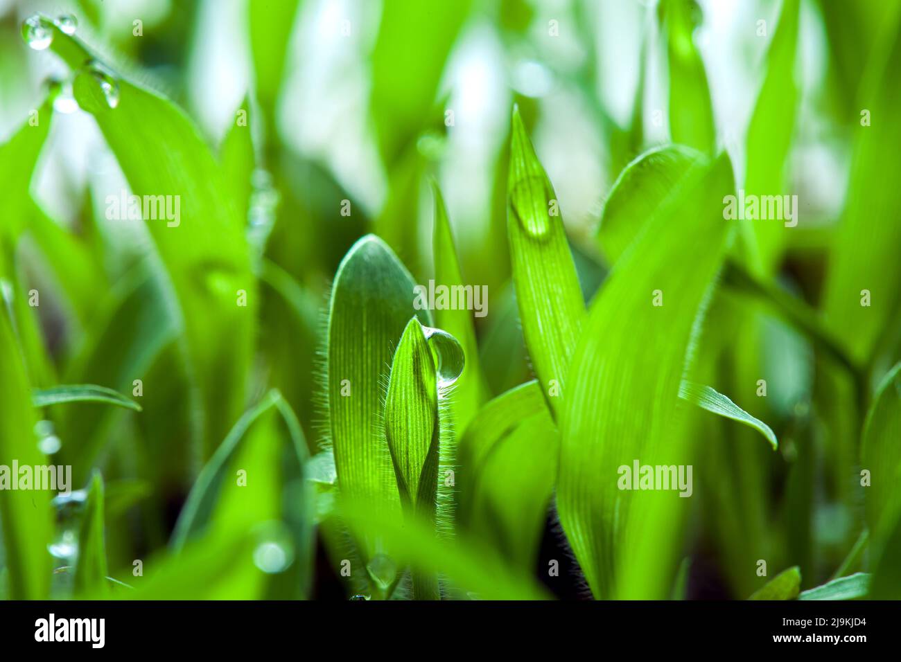 germinating winter wheat green leaves of a young growing grain crop in ...