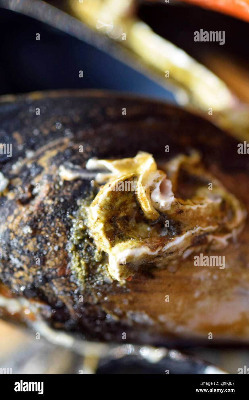 empty mussel shells Stock Photo - Alamy