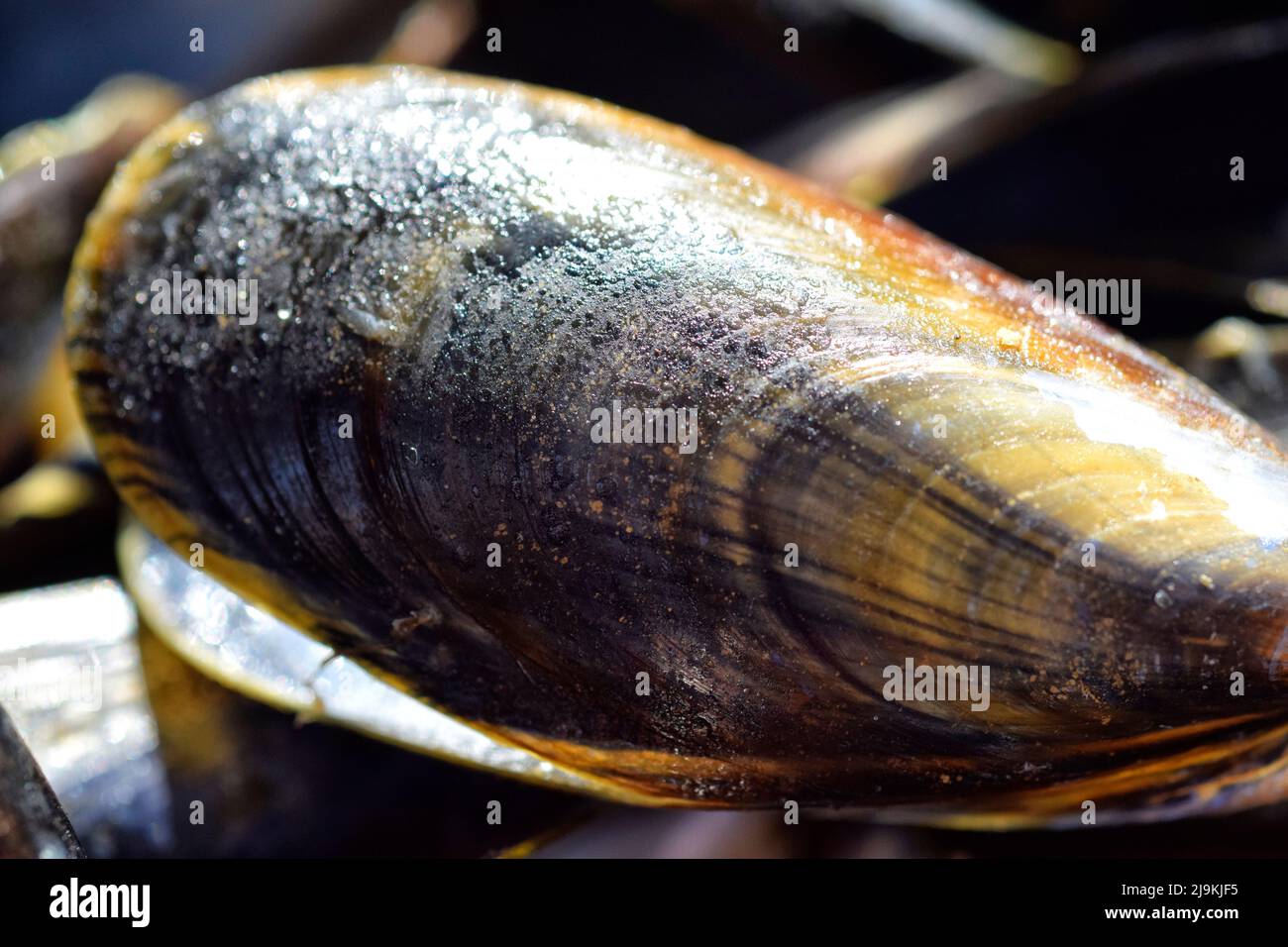 empty mussel shells Stock Photo - Alamy