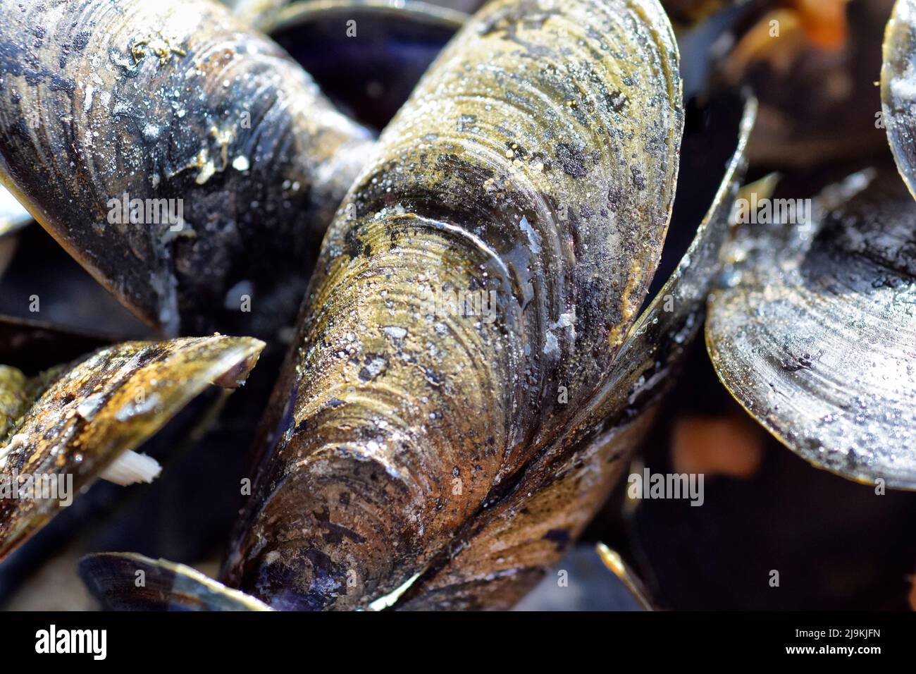 empty mussel shells Stock Photo - Alamy