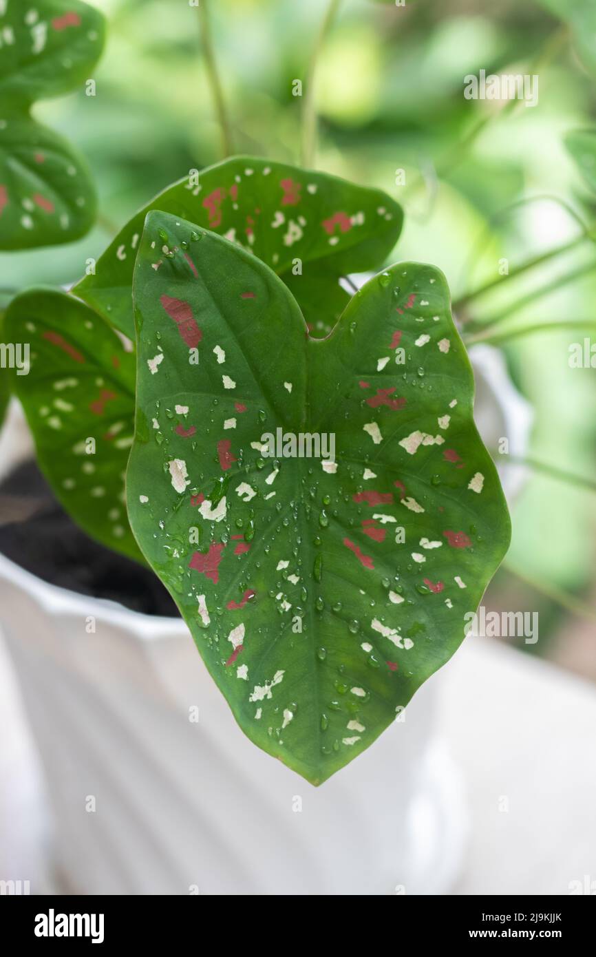 African mask leaf hi-res stock photography and images - Alamy