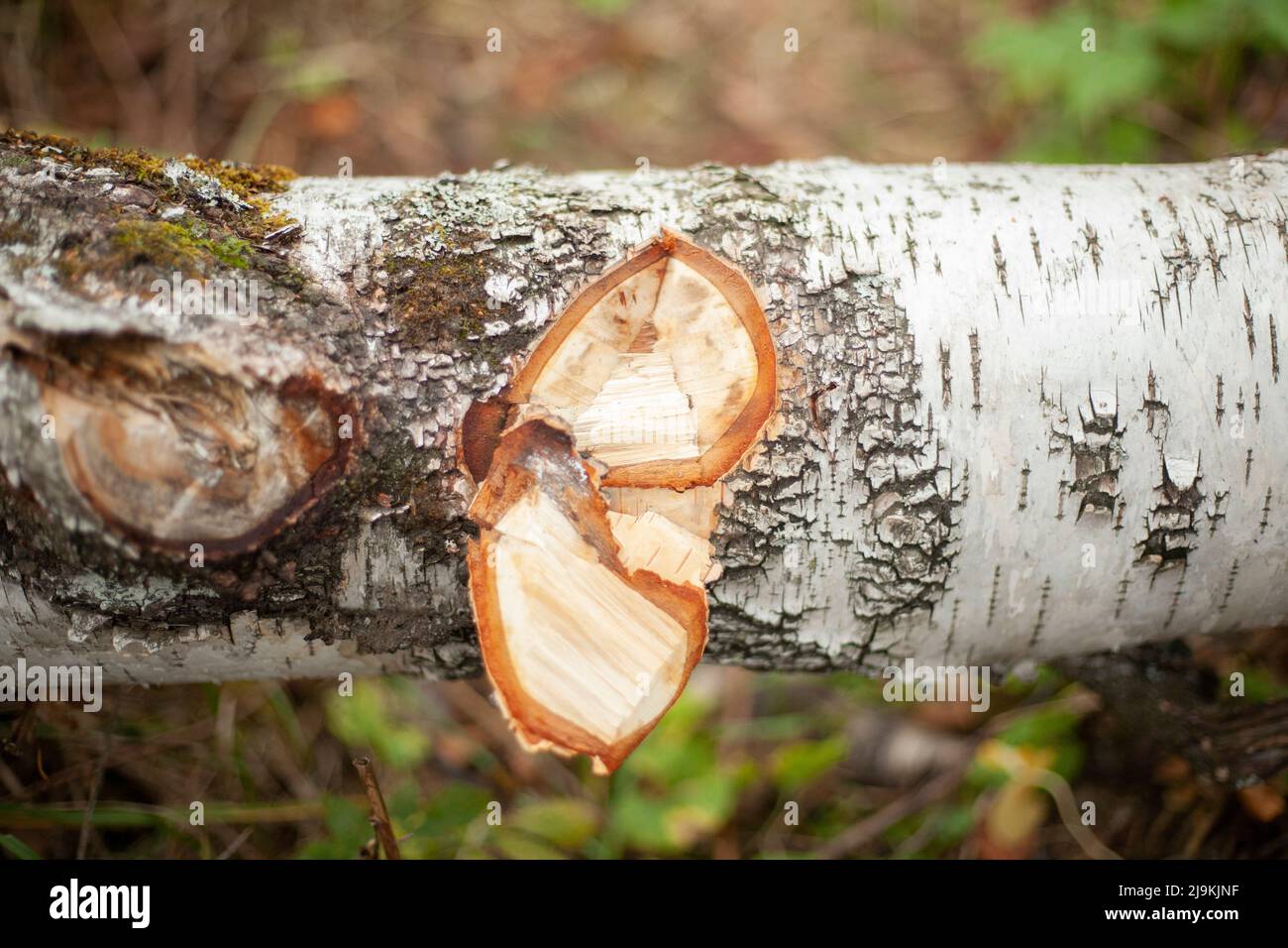 Details of deforestation. Old trees. Dry logs. Fallen tree trunks Stock ...