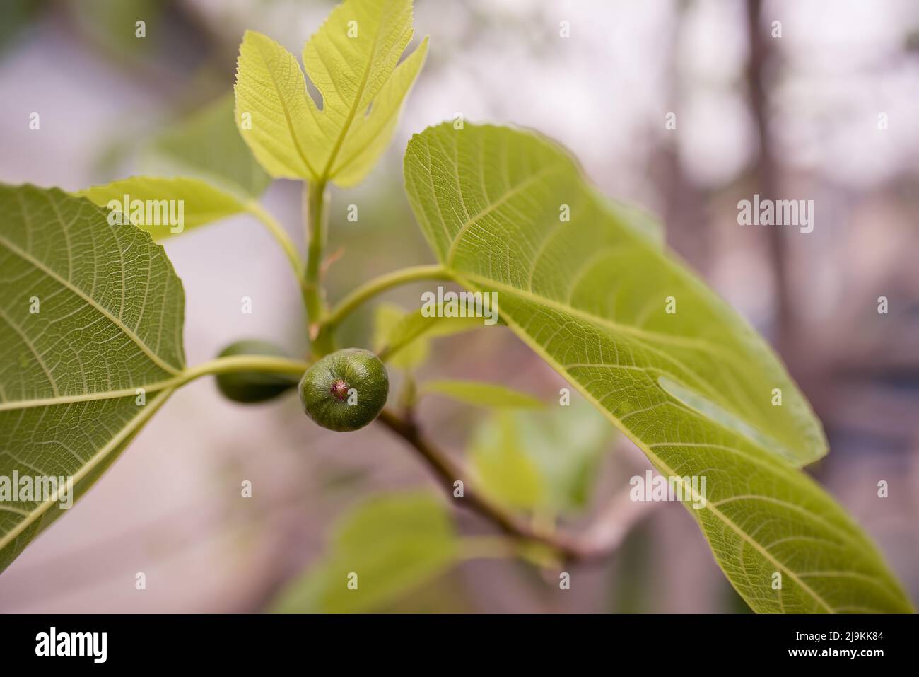 figs ripening on a fig tree, summer time Stock Photo - Alamy