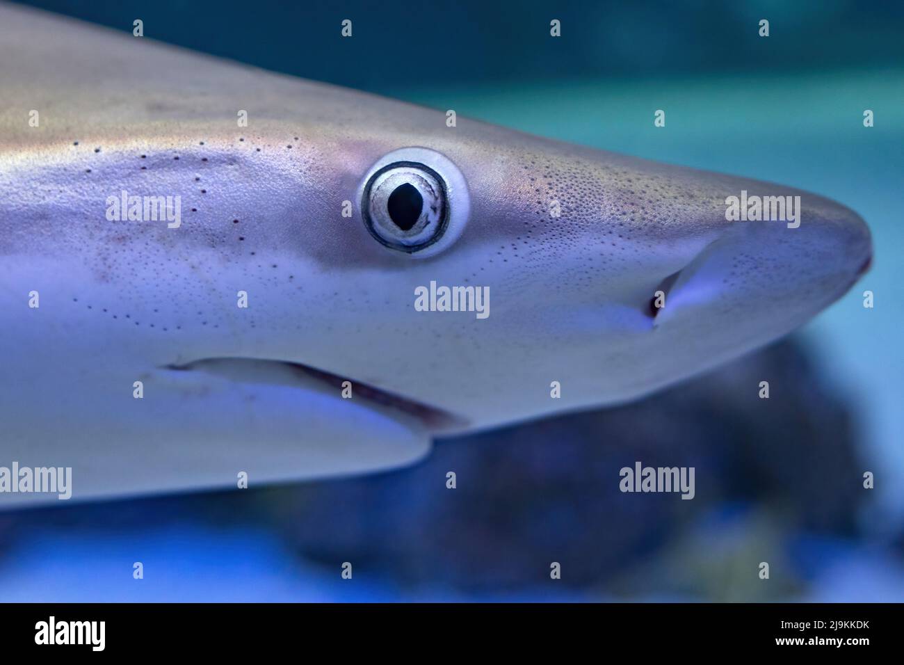 shark eye close up detail contact Stock Photo - Alamy