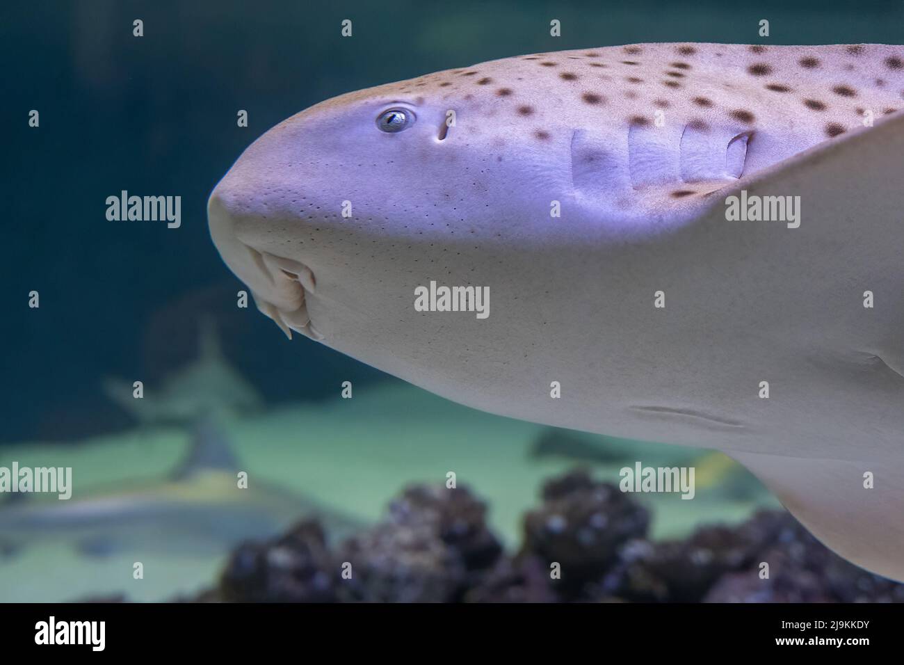 zebra leopard juvenile shark eye close up detail contact Stock Photo ...