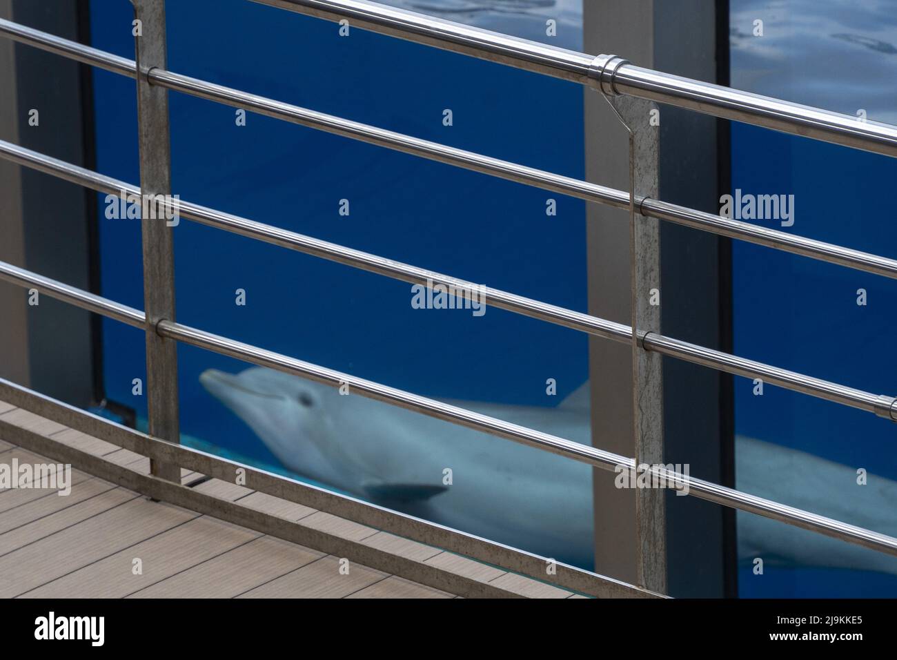 dolphin in captivity trapped in aquarium Stock Photo - Alamy