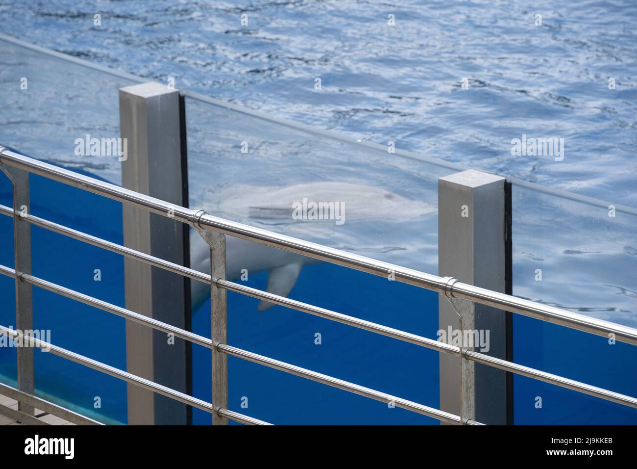 dolphin in captivity trapped in aquarium Stock Photo - Alamy