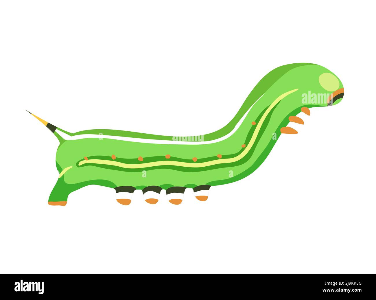 Green caterpillar illustration. Butterfly larva. Insect pest. Striped ...