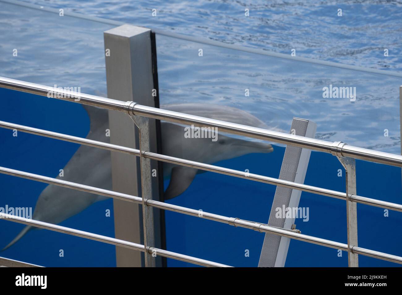 dolphin in captivity trapped in aquarium Stock Photo - Alamy