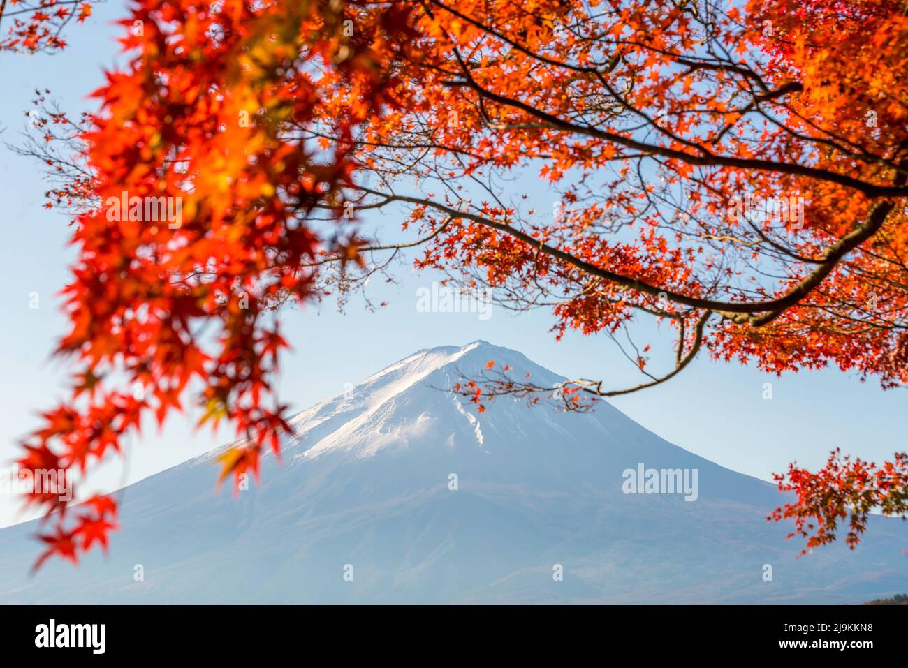 Mt. Fuji in autumn with red maple leaves at Kawaguchigo lake Japan ...