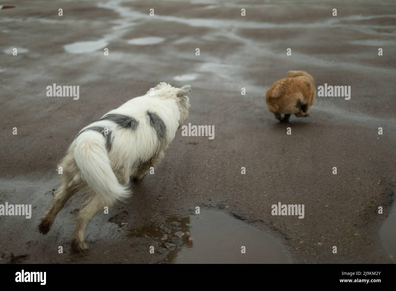 Dogs play together. Large and small breeds of dogs. Animals run after ...